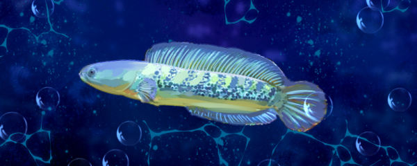 Is Brontosaurus easy to raise? How? - Better For Fish