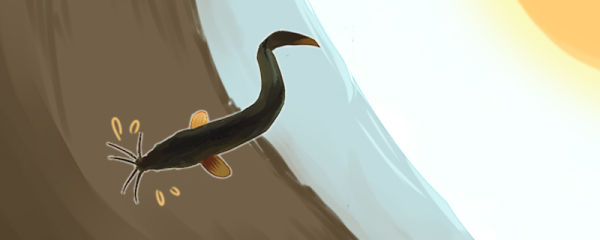 How does the conch grow and reproduce? - Better For Fish