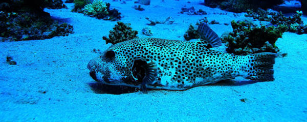 Why do fish migrate? What are the reasons for fish migration? - Better ...