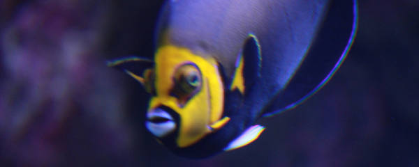 Why do fish live in water and what fish do not die out of water ...