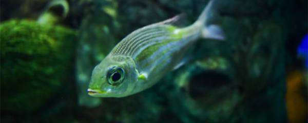 How to deal with the turbidity of the water in the fish tank? Why is ...