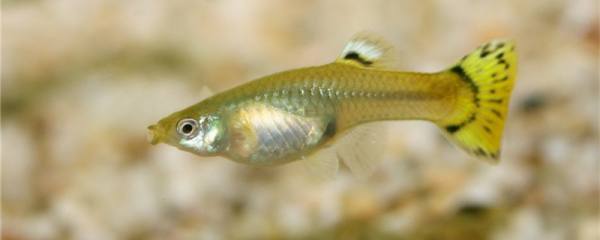 How does guppy have white spot disease to treat, the remedial method of ...
