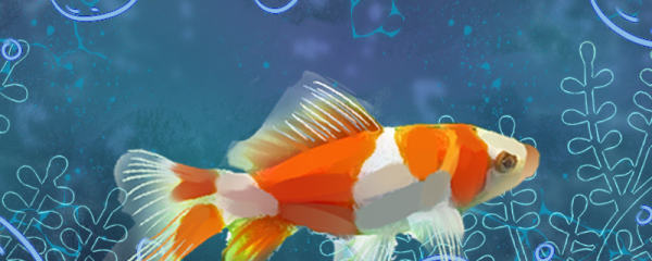 Grass goldfish eat what feed is good, how long to feed? - Better For Fish