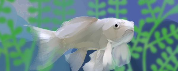 Butterfly carp how to divide male and female, male and female will be ...